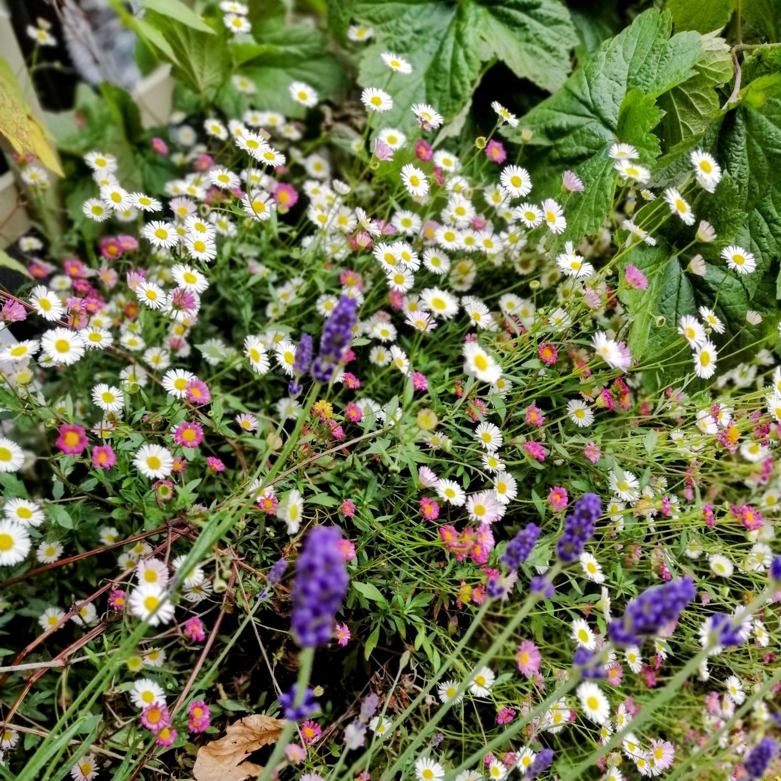 Our Gardening Group create a welcoming sight for survivors arriving at ...